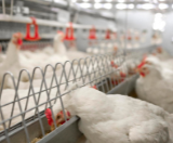 Broilers - Vencomatic Group